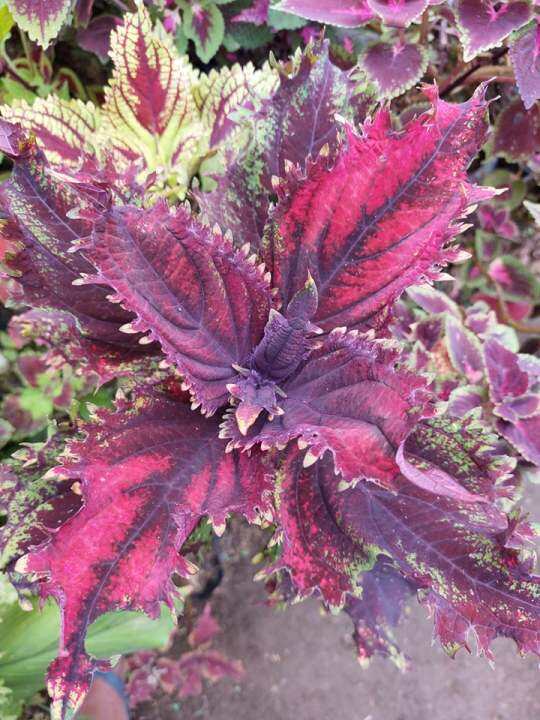 Mayana Coleus Red Flame (Rare Mayana) with FREE white plastic pot ...