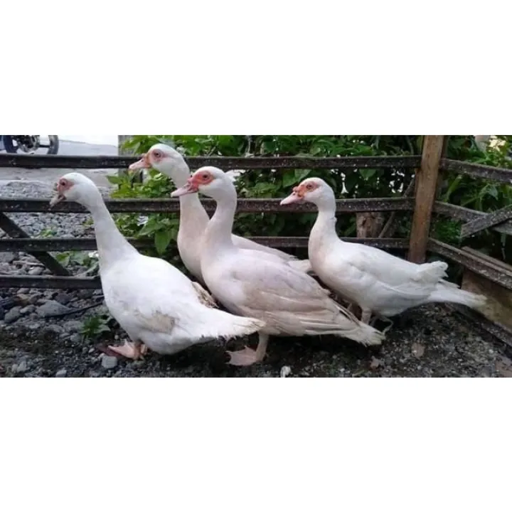 TELUR ENTOK / MENTOK JUMBO FERTIL ASLI UNTUK DITETASKAN | Lazada Indonesia