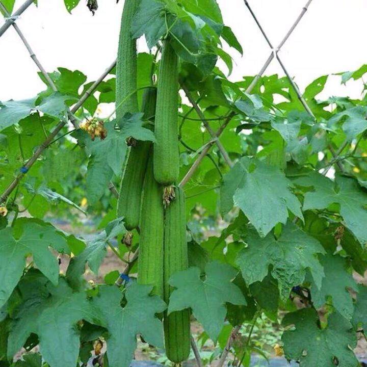 Benih Petola Wangi Panjang 8pcs/Long Luffa(It's a seed, not a plant ...