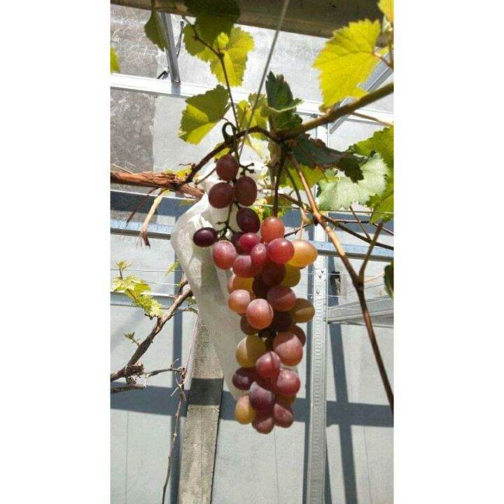 Bibit Anggur Jupiter Anggur Akademik Anggur Harold Anggur Ninel Batang ...