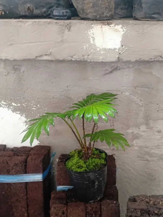 Lucky Dwarf Palmera/ Dwarf Rattan for indoor or outdoor | Lazada PH