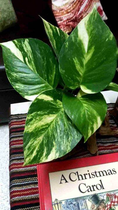 SEMI-GIANT GOLDEN POTHOS /MONEY PLANT (CHRISTMAS PLANT DECOR) | Lazada PH
