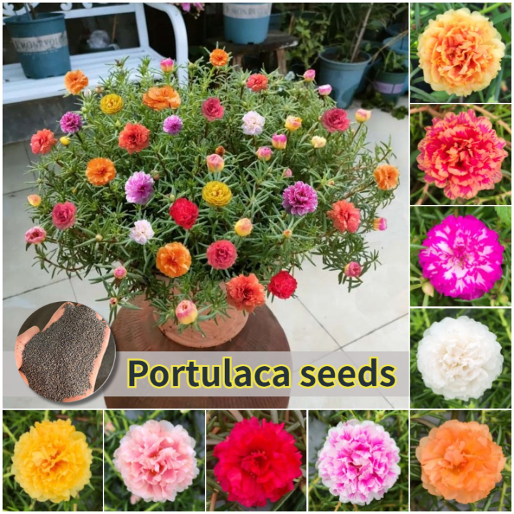 [100% Fresh Seeds] 700pcs Mixed Portulaca Seeds Flower Seeds for ...