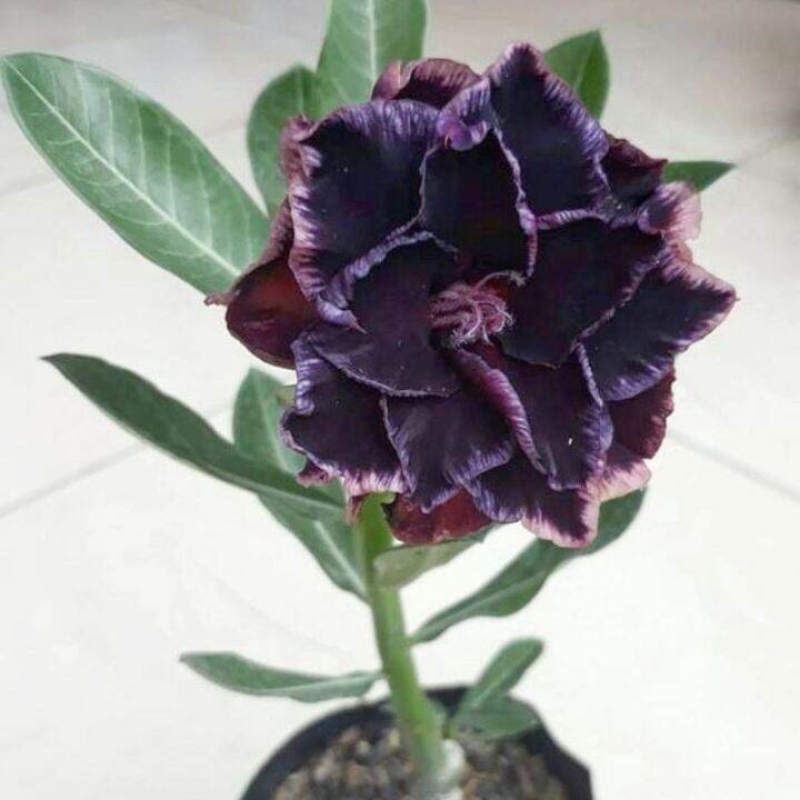 Adenium Bunga Tumpuk Grafiting Jenis GOLDEN YEAR | Lazada Indonesia