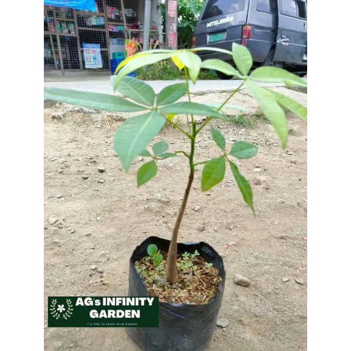 Money Tree ( Pachira Aquatica - 1 Stem ) Lucky Plant with FREE plastic ...