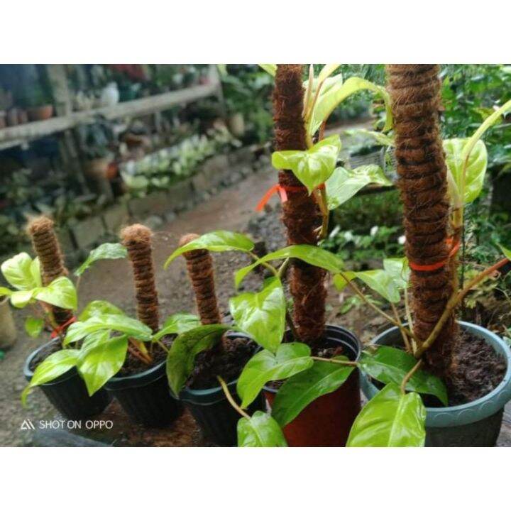 1ft and 2ft cocopoles bamboo sticks. | Lazada PH