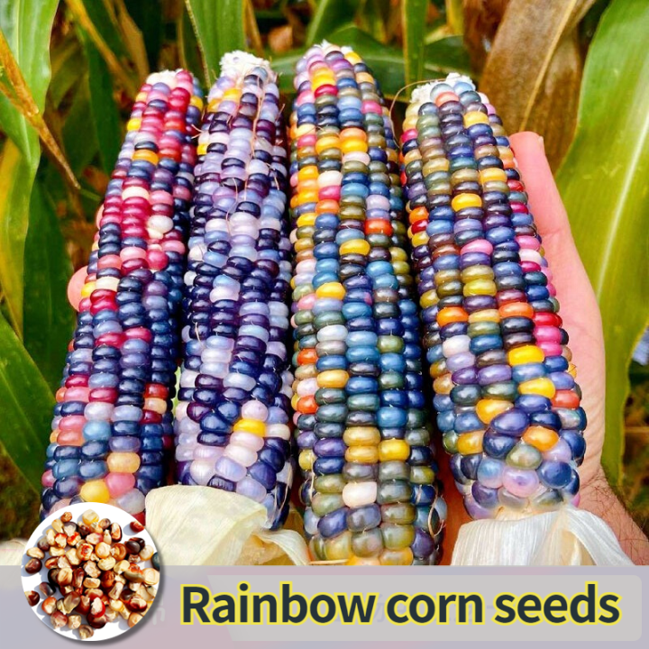High Yield Sweet Glutinous Colorful Corn Seeds (20 Seed) F1 Hybrid ...