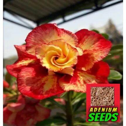 50 Seeds (buy 2 get 1 free) Adenium Red Orange M High Germination ...