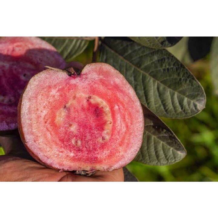( โปรสุดคุ้ม... ) สินค้าขายดี ฝรั่งแดง(Red Guava) ราคาถูกสุด พรรณ ไม้ ...