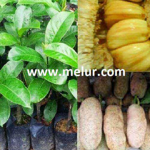 MM- Cempedak Madu CH28 Anak Pokok Tanaman Benih Garden Seed Seeds | Lazada