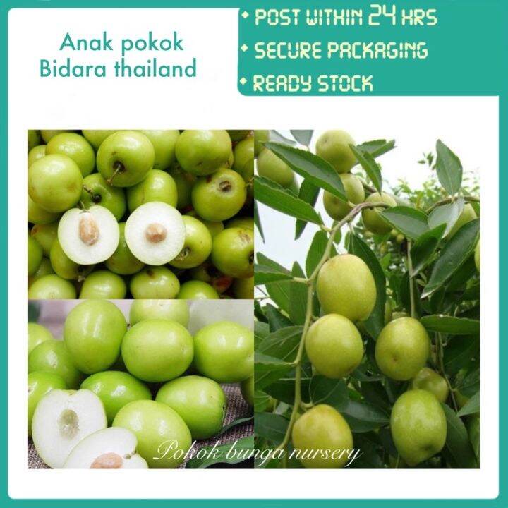 PBN - anak pokok bidara thailand - pokok bunga nursery berbuah lebat epal siam jujube besar ...