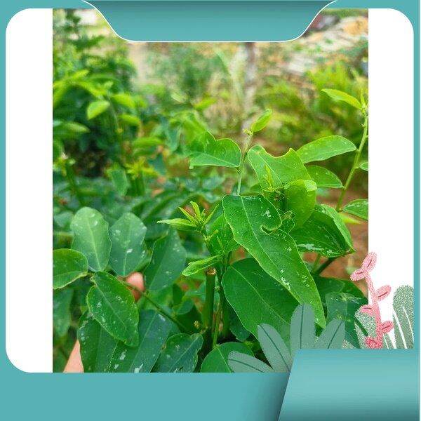 JUAL DAUN KATUK SEGAR ( PUCUK KATUK ) SAYUR DAUN KATUK 50 LEMBAR DAUN ...