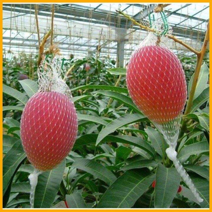 Pokok Mangga Merah Taiwan Buah Besar, Anak Pokok Mango Biji Rata Super ...