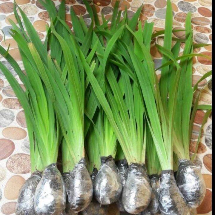 Paket 10 Tanaman Hias Airis - Pohon airis bunga kuning | Lazada Indonesia