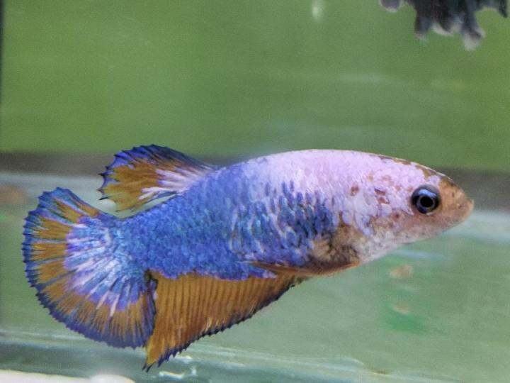 BETTA FISH / IKAN LAGA YELLOW FANCY ( FEMALE ) READY BREED | Lazada