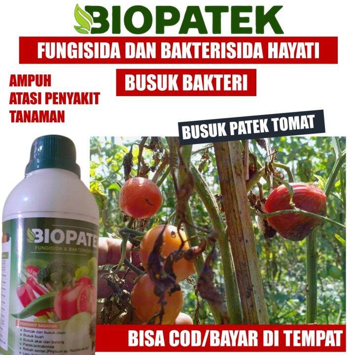 BIOPATEK 500ml Fungisida Bakterisida Tebraik Obat Semprot Atasi Bercak ...