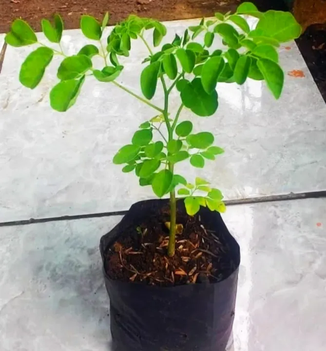 High Quality FRESH INDIA'S 10‘’ MEDICATION MORINGA PLANT / ANAK POKOK ...