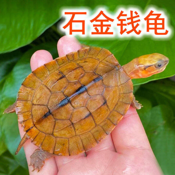 Pure stone beetle lucky pet turtle Xiaoqing turtle yellow beetle rich ...
