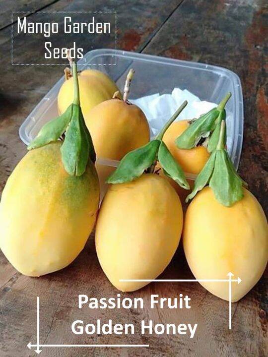 Golden Honey Passion Fruits Seeds - 10 Seed *Pot Friendly* Tanam Pasu ...