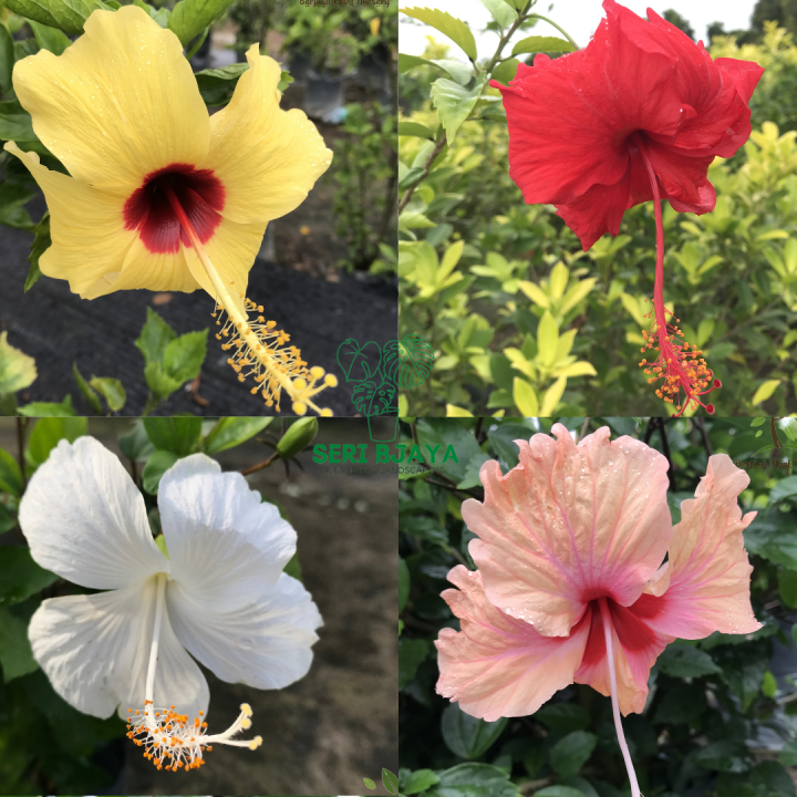 Bunga Raya Hybrid (Pokok bunga hidup)- Seri Bjaya Nursery & Landscaping ...