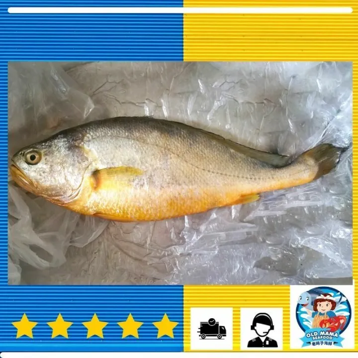 China Yellow Croaker Fish / 中国黃花魚 (900-1000gm/nos) Ikan Kuning Steam ...
