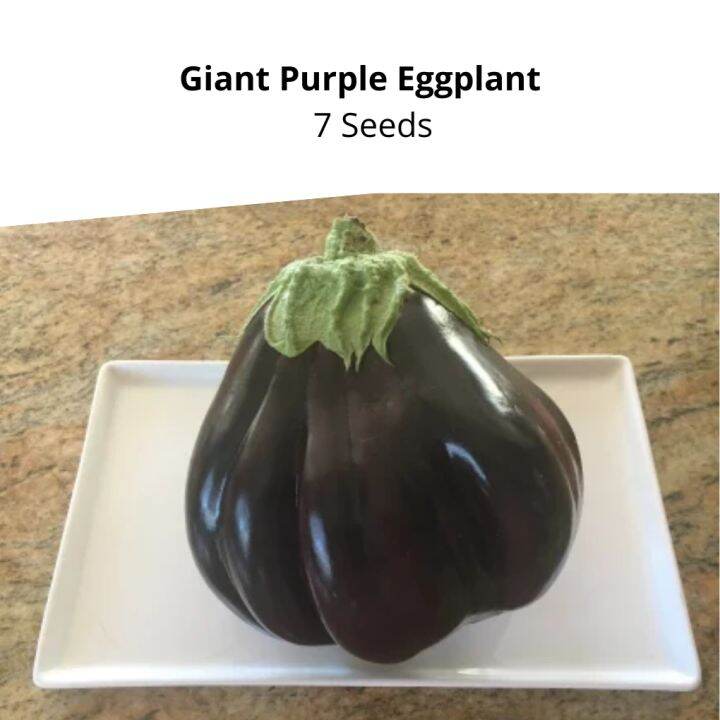 RNUK2 Giant Purple Eggplant Seeds | Lazada PH
