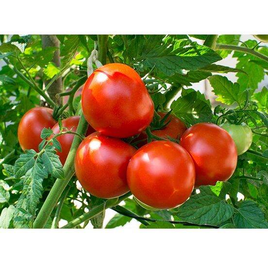TOMAT RAMPAI 45 biji bibit seed seeds Benih Tomat Ceri Rampai (Lebat ...