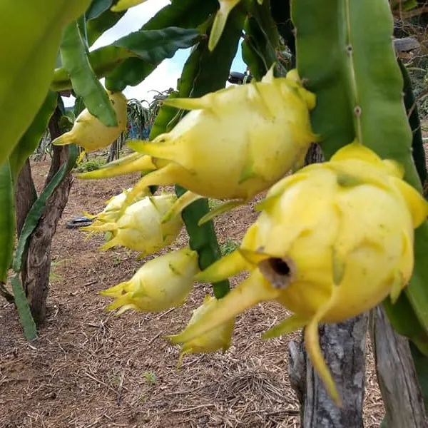 50 seeds Yellow Dragon Fruit Seeds - Yellow Pitahaya - Thai Gold Pitaya ...