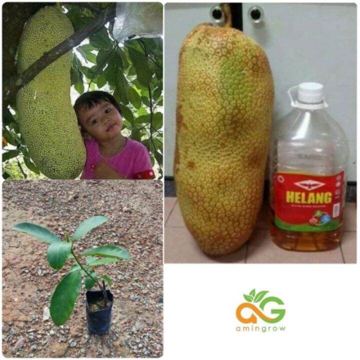 amingrow- 🌱Anak pokok Cempedak King (Artocarpus integer)- pokok buah ...