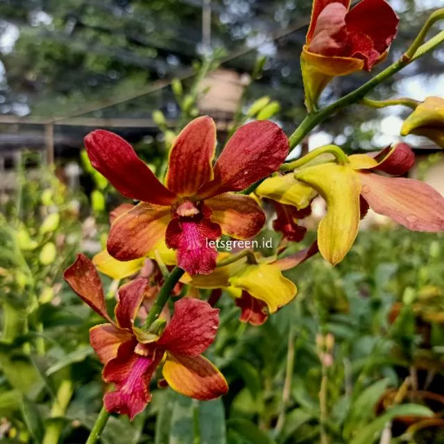 Anggrek Dendrobium Copper King X Bobby Messina - Tanaman Hias Hidup ...