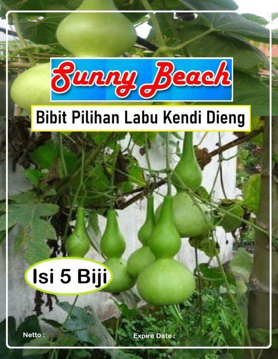 Bibit Pilihan Labu Kendi Dieng|Biji Benih Labu Kendi Dieng|Labu Botol ...
