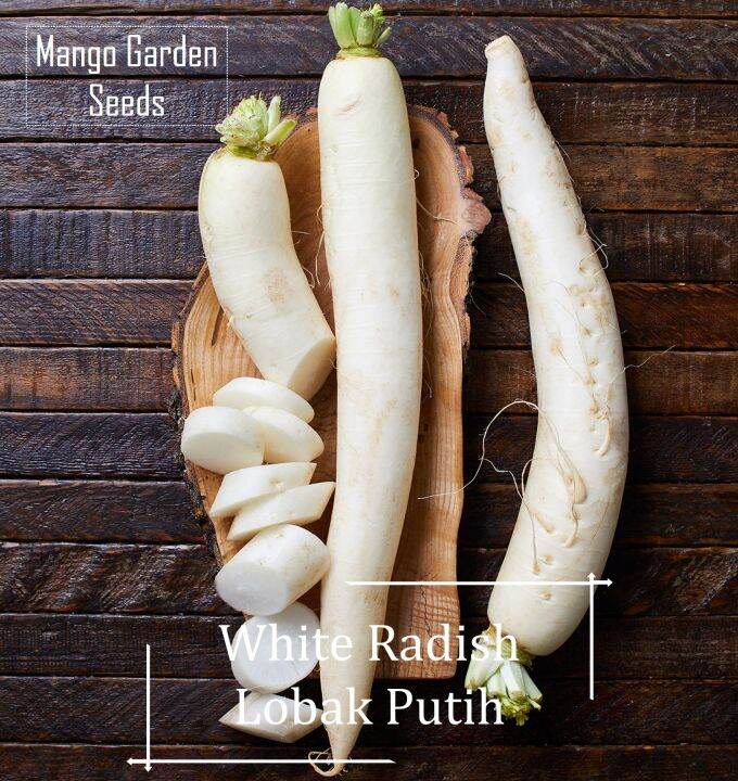 White Long Radish Seeds -(It's a seed, not a plant!)Pot Friendly* Tanam ...