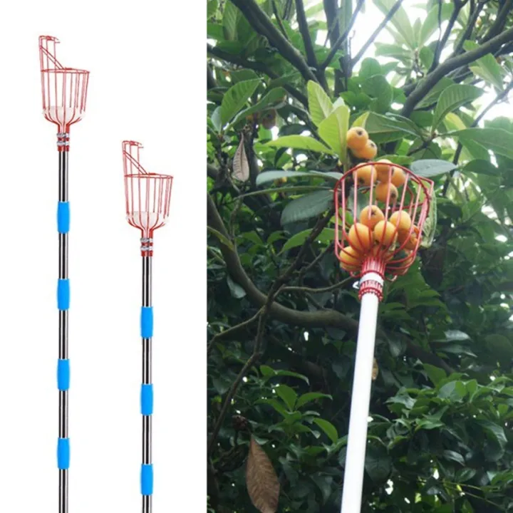 Fruit Picker Tool- Height Adjustable Fruit Picker With Big Basket ...