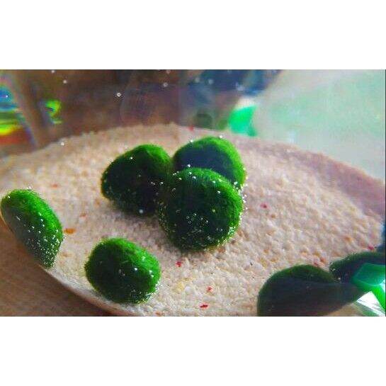 [สินค้าขายดี] ชุดพร้อมเลี้ยงมาริโมะ แถมอุปกรณ์ครบชุดพร้อมเลี้ยง เหมาะสำหรับให้เป็นของขวัญสำหรับ ...