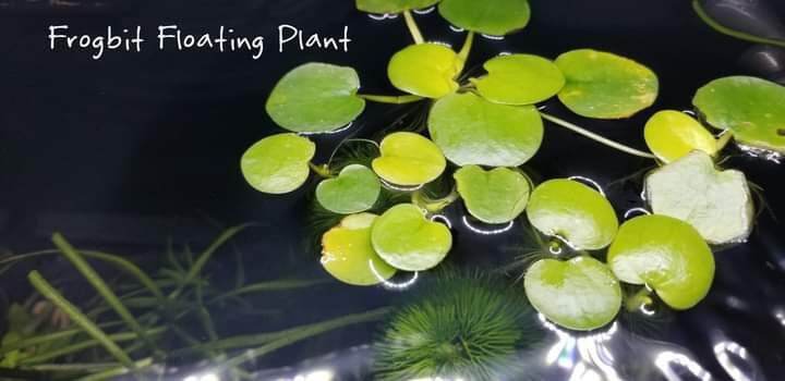 AMAZON FROGBIT FLOATING AQUATIC PLANT LIVE PLANTS POKOK HIDUP TERAPONG ...