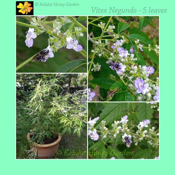 Vitex 5 leave, Vitex Negundo Plant, pokok bunga untuk Kelulut | Lazada
