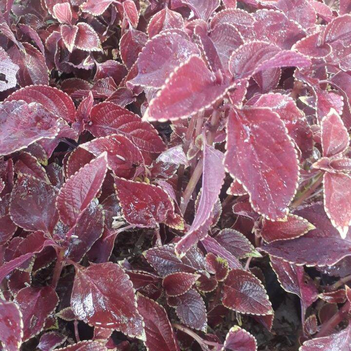 Tanaman Miana Merah / Daun Iler Jawek Kotok / Coleus atropurpureus ...