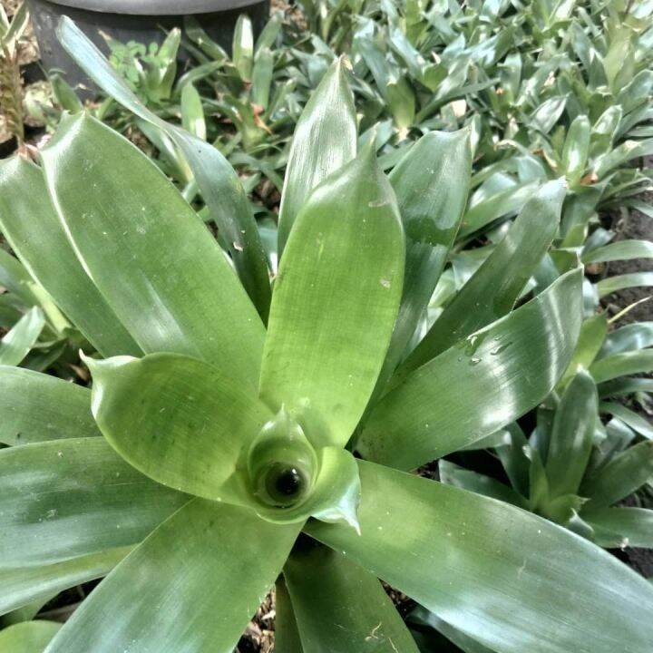 Tanaman Bromelia Hijau besar | Lazada Indonesia