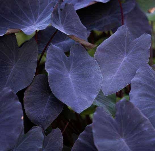 Caladium Black Magic with FREE white plastic pot, pebbles and garden ...