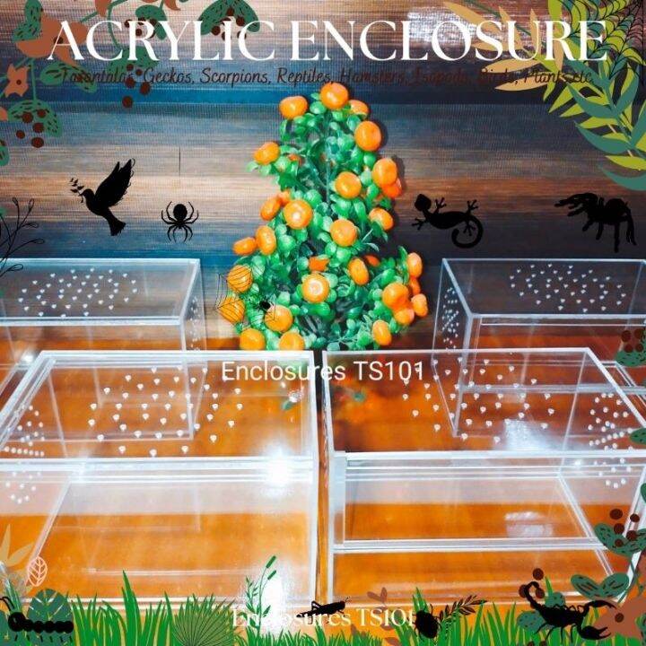 Acrylic Enclosure Cage Box 8x5 for Tarantula Scorpion Reptiles Isopods ...