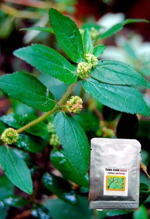 Tawa-Tawa seeds (herbal ) Euphorbia hirta | Lazada PH