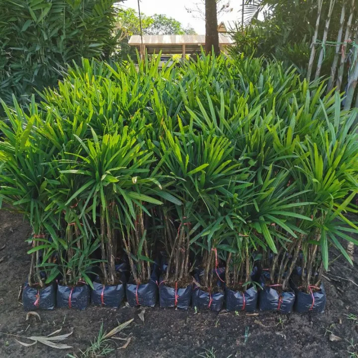 ( สุดคุ้ม+++ ) (หลายต้นทักแชท) จั๋ง ต้นจั๋ง จั๋งไทย จั๋งเชียงใหม่ตุ้มละ ...