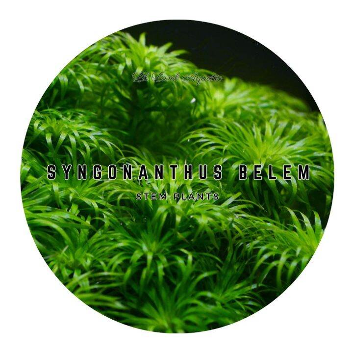 [Aquatic Plant] Syngonanthus Sp. Belem Stem Plants Green Aquarium ...