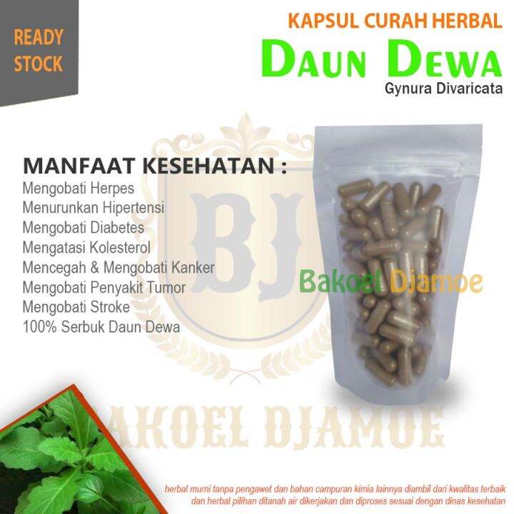 Daun dewa kapsul herbal daun dewa obat herbal daun dewa kapsul daun ...