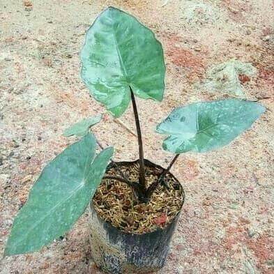 pohon sente hitam daun hitam | Lazada Indonesia