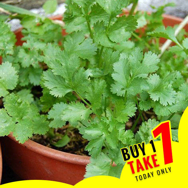 Cilantro Seeds / Kinchay Seeds - Herb Seeds Cilantro Seeds Chinese ...