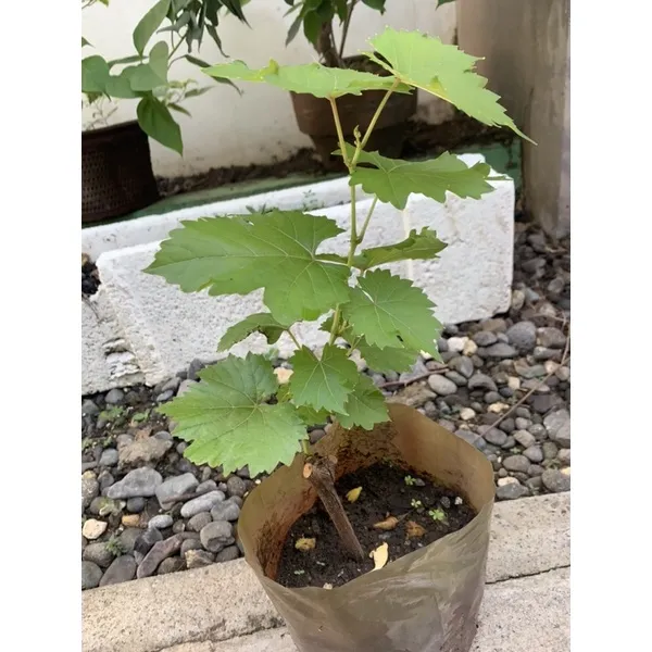 Black Ribier Grapes Sapling- Ready to Plant(It's a seed, not a plant ...