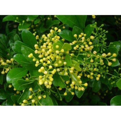 Tanaman Pacar Cina - Bibit Tanaman Hidup | Lazada Indonesia