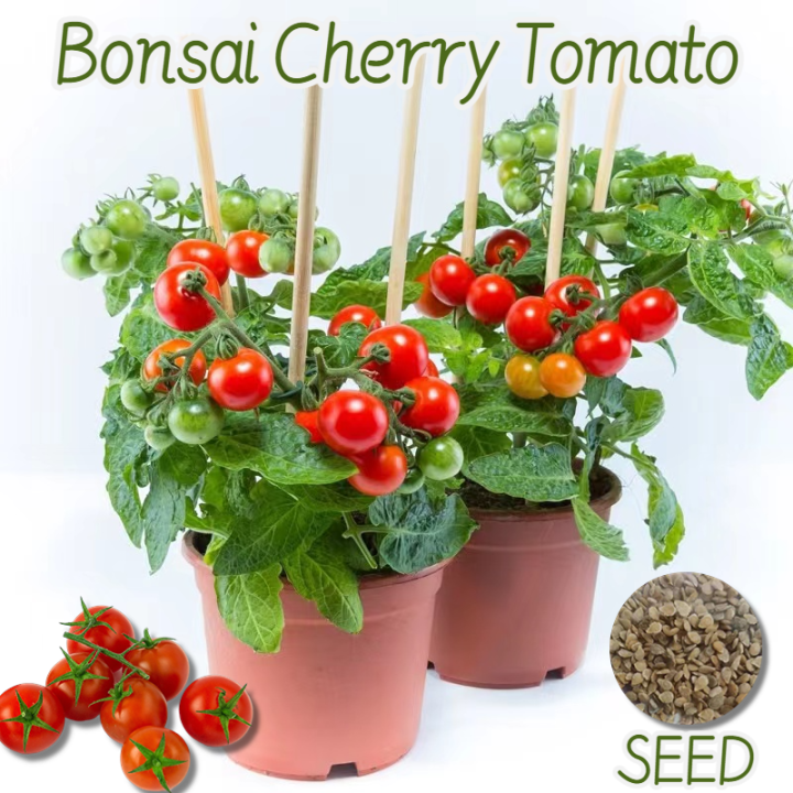 [Easy to grow in Malaysia] 200pcs Cherry Tomato Seeds for Planting Vegetable Plants Dwarf Fruit ...