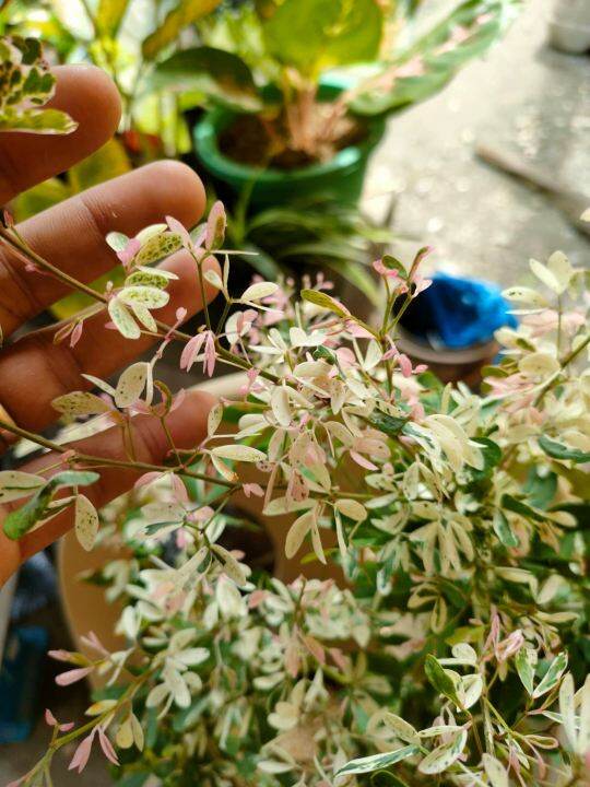 VARIEGATED CAMACHILE PLANTS-OUTDOOR PLANTS-REAL PLANTS-READY TO PLANTS ...